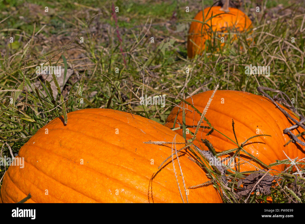 Heavy large size pumpkins on a field. Close-up of farm produce pickings ...