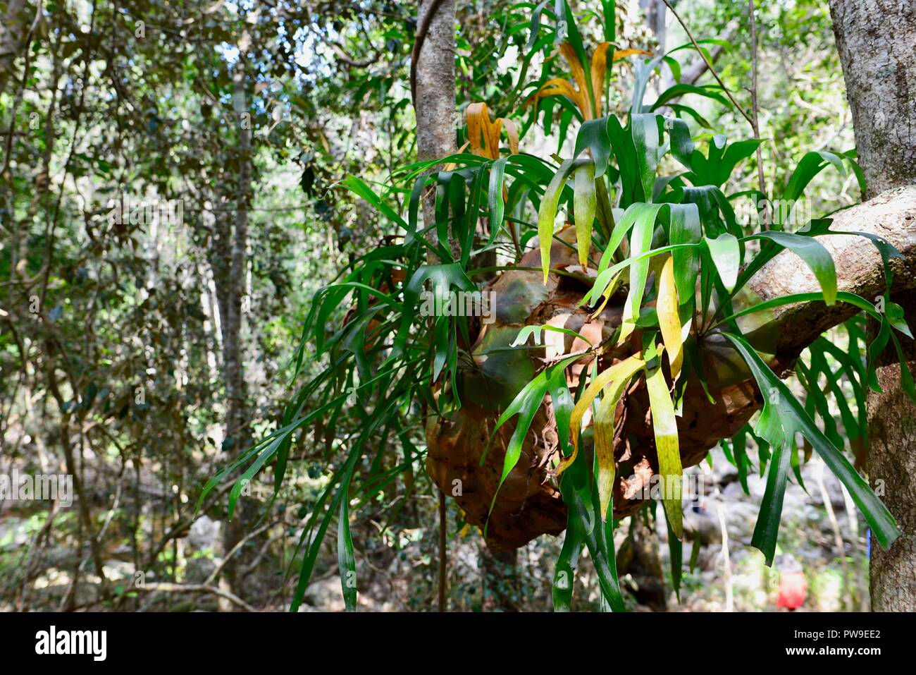 Epiphytic fern in a tree, Paluma range national park, Queensland ...