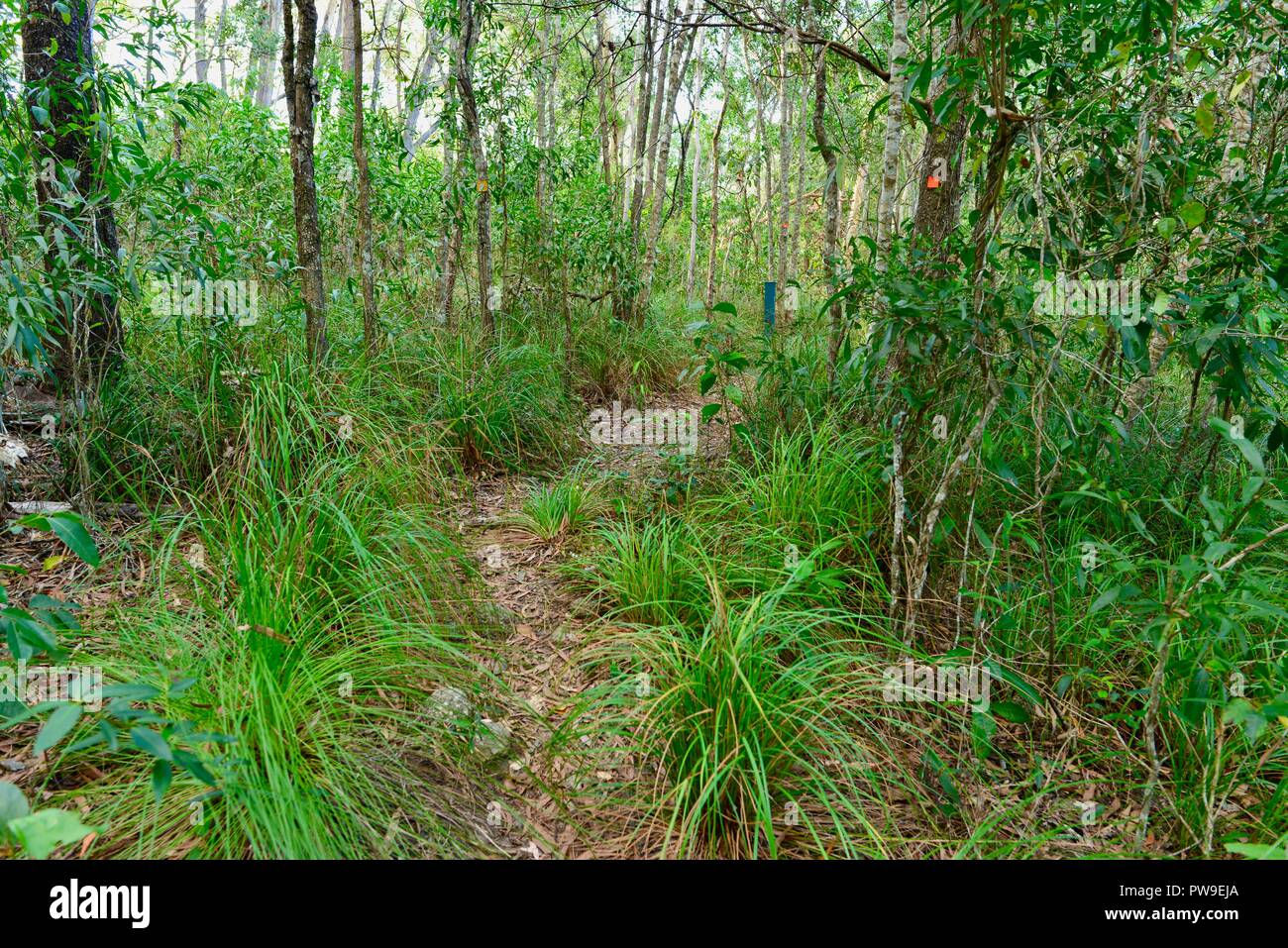 The walking track through a forest with grass and shrub undergrowth ...