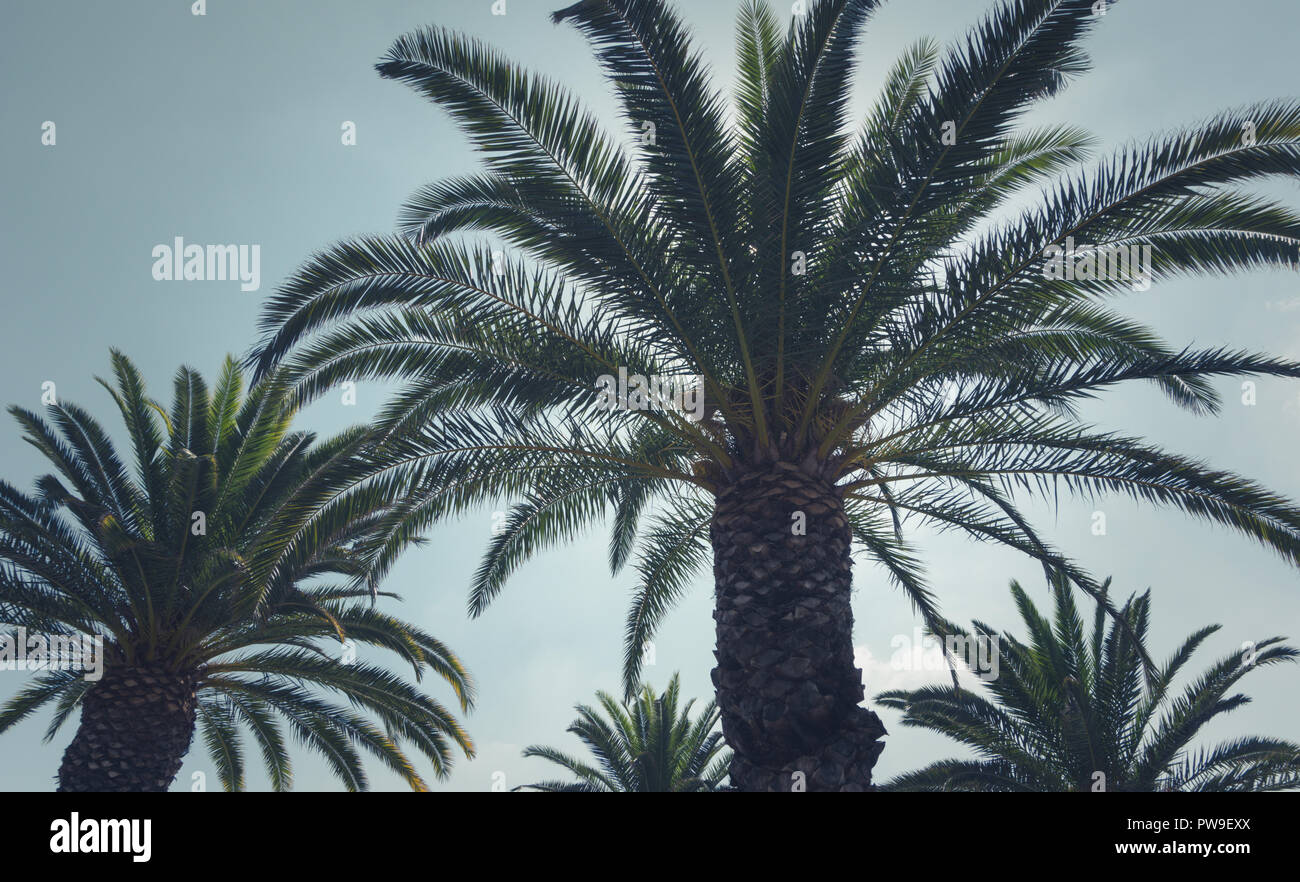 Southern California retro looking palm trees Stock Photo - Alamy