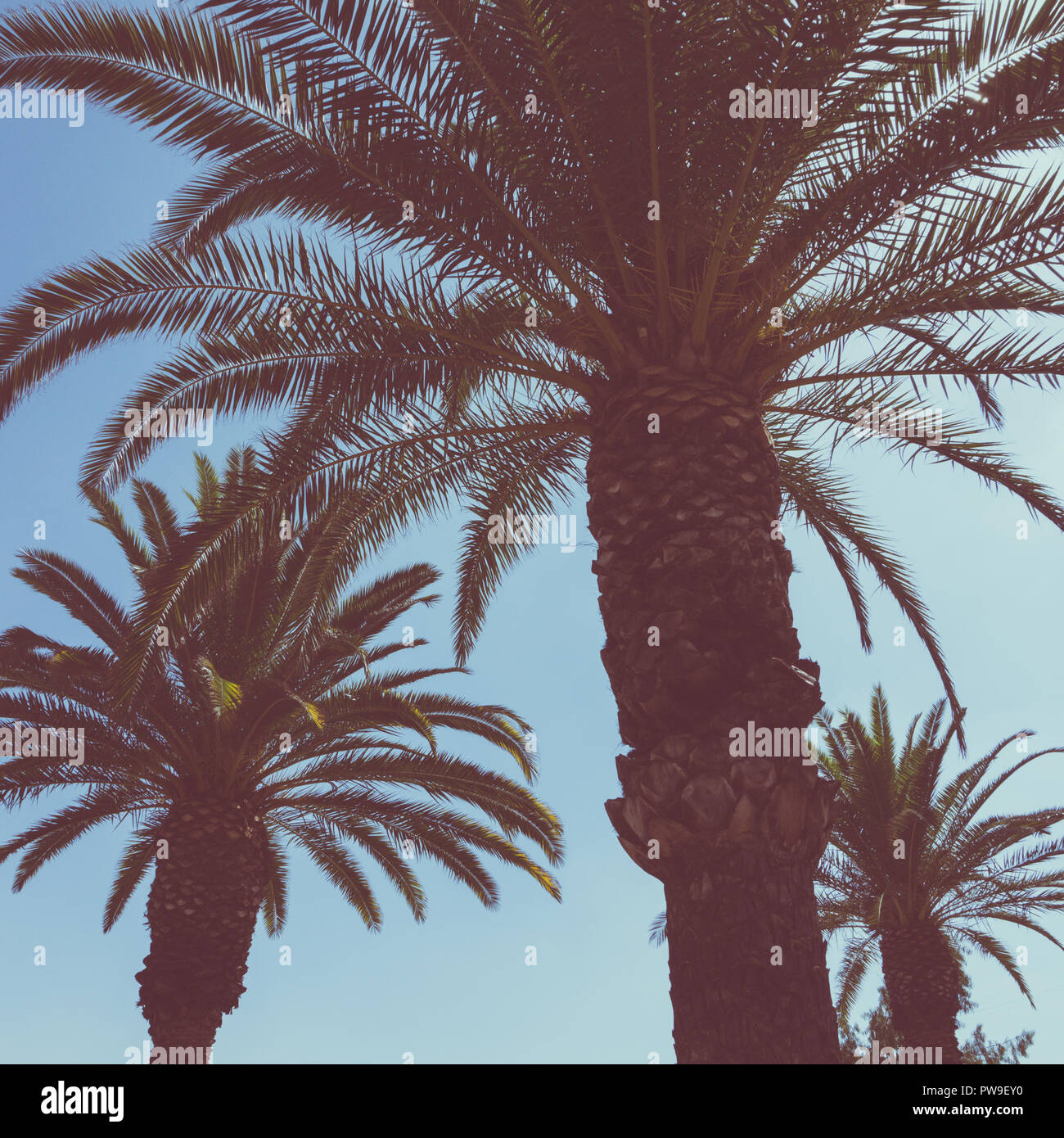 Southern California retro looking palm trees Stock Photo - Alamy