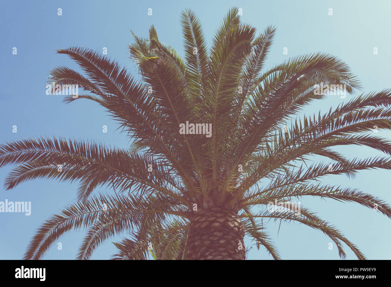Southern California retro looking palm trees Stock Photo - Alamy
