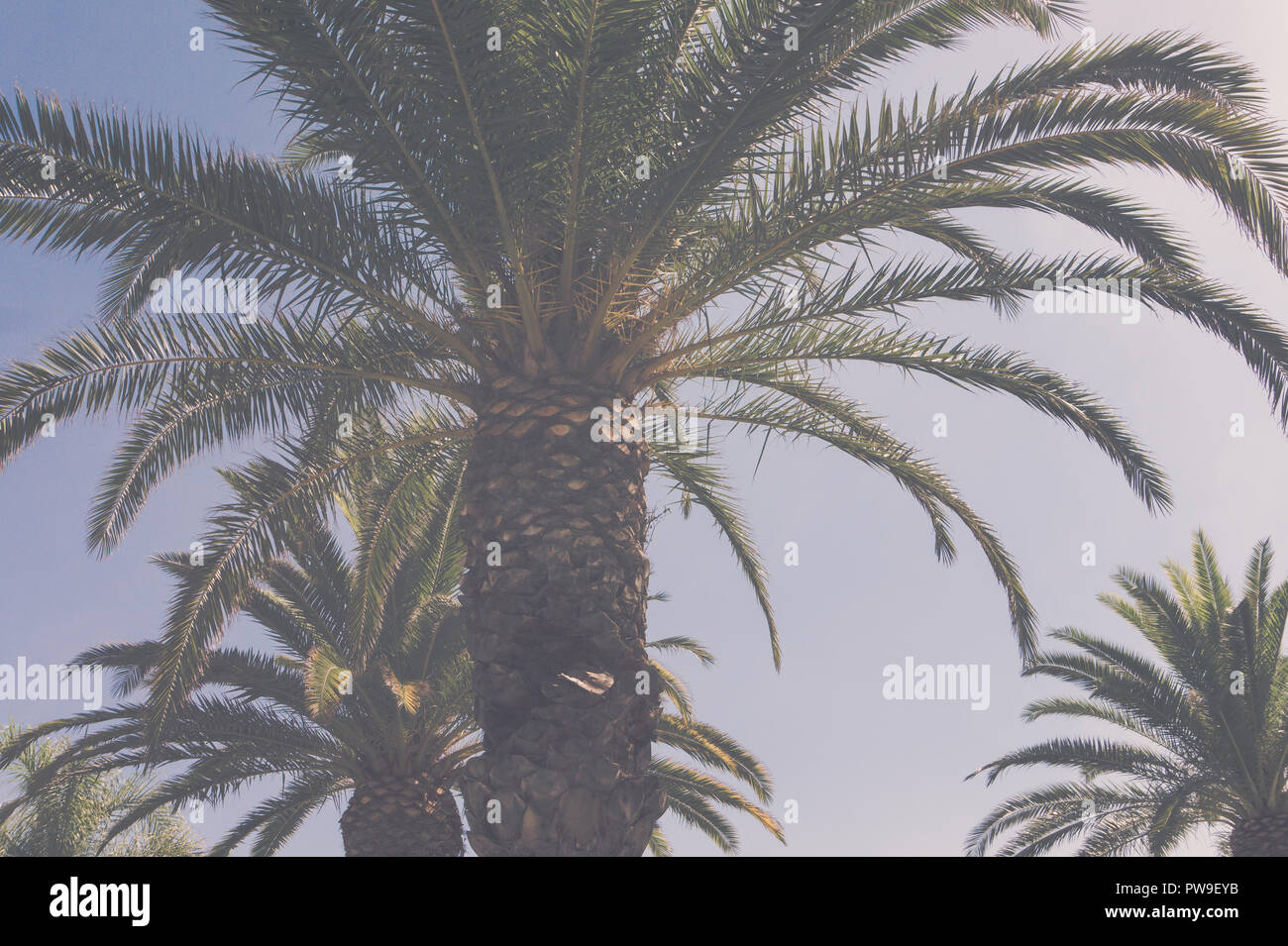 Southern California retro looking palm trees Stock Photo - Alamy