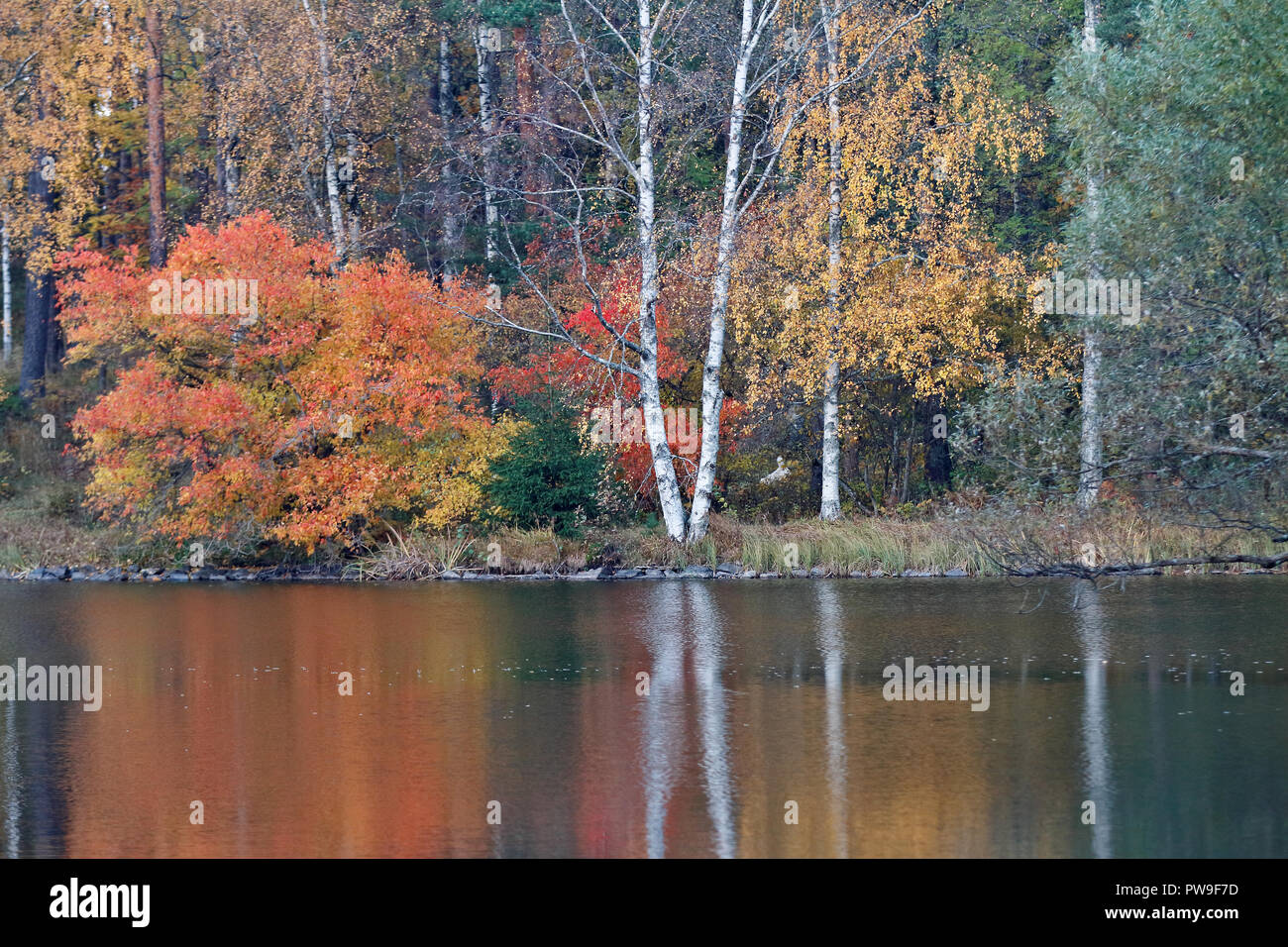 Red and yellow trees and bushes in finnish landscape Stock Photo - Alamy