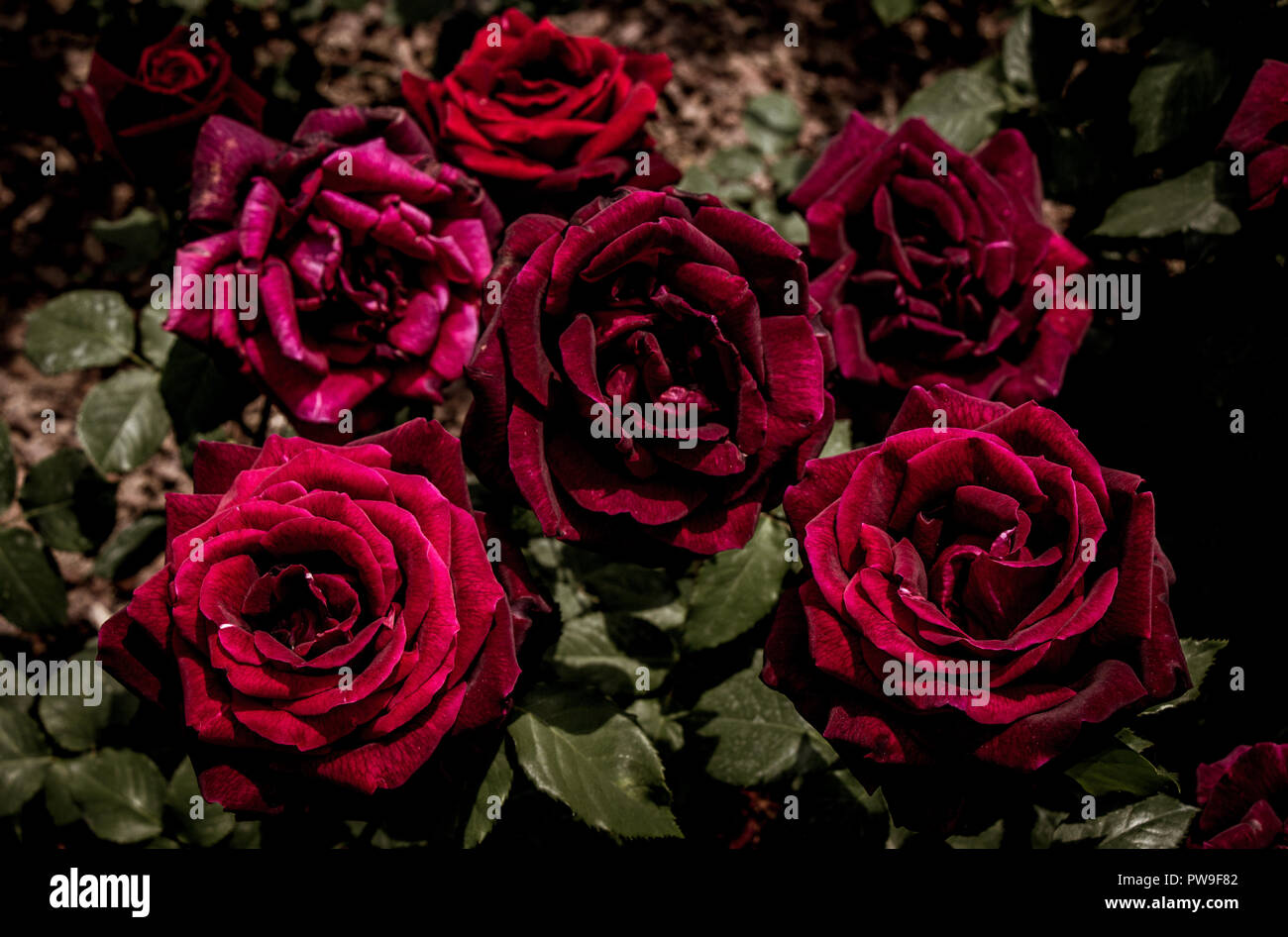 Blooming beautiful colorful roses in the garden background Stock Photo ...