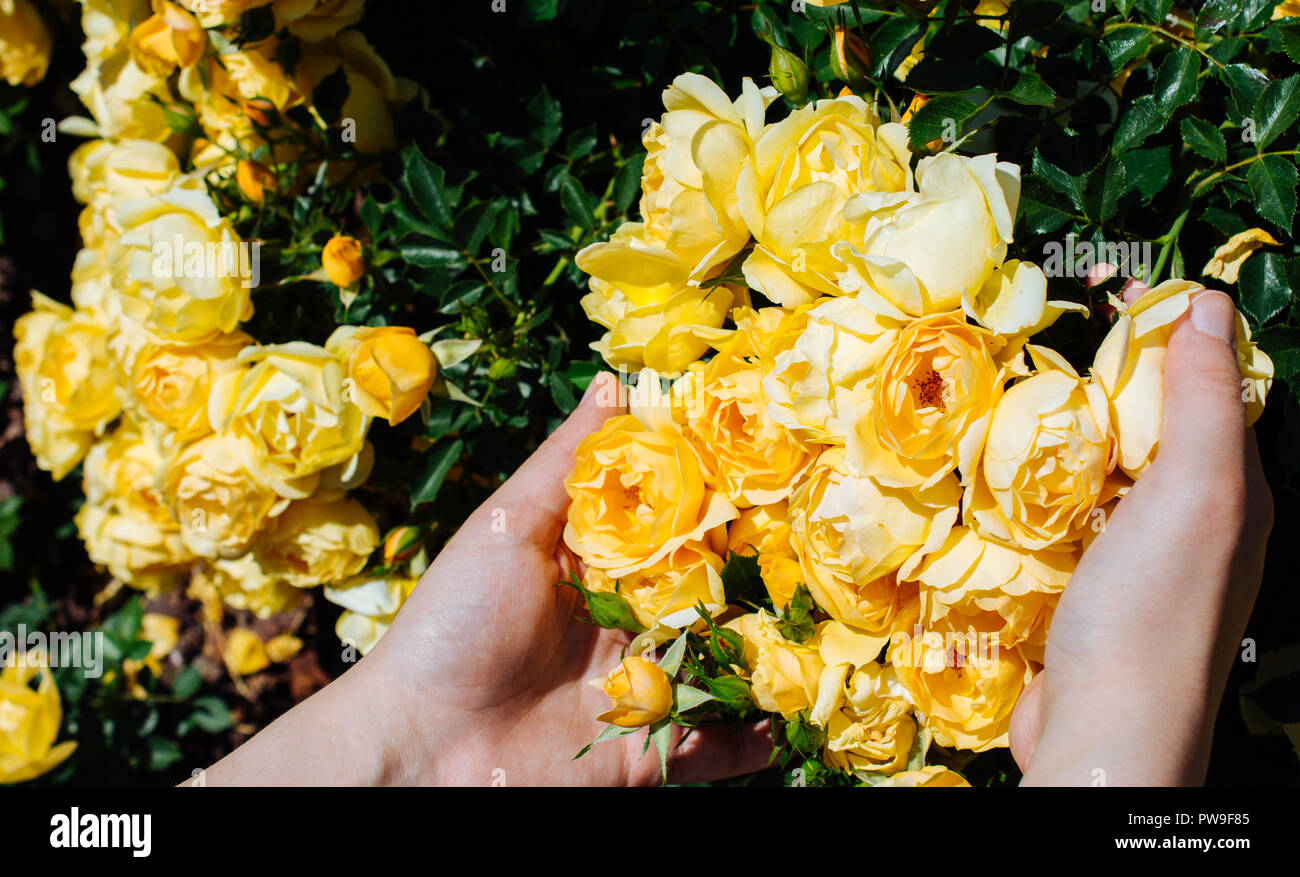 Beautiful fresh rose in hand Stock Photo - Alamy