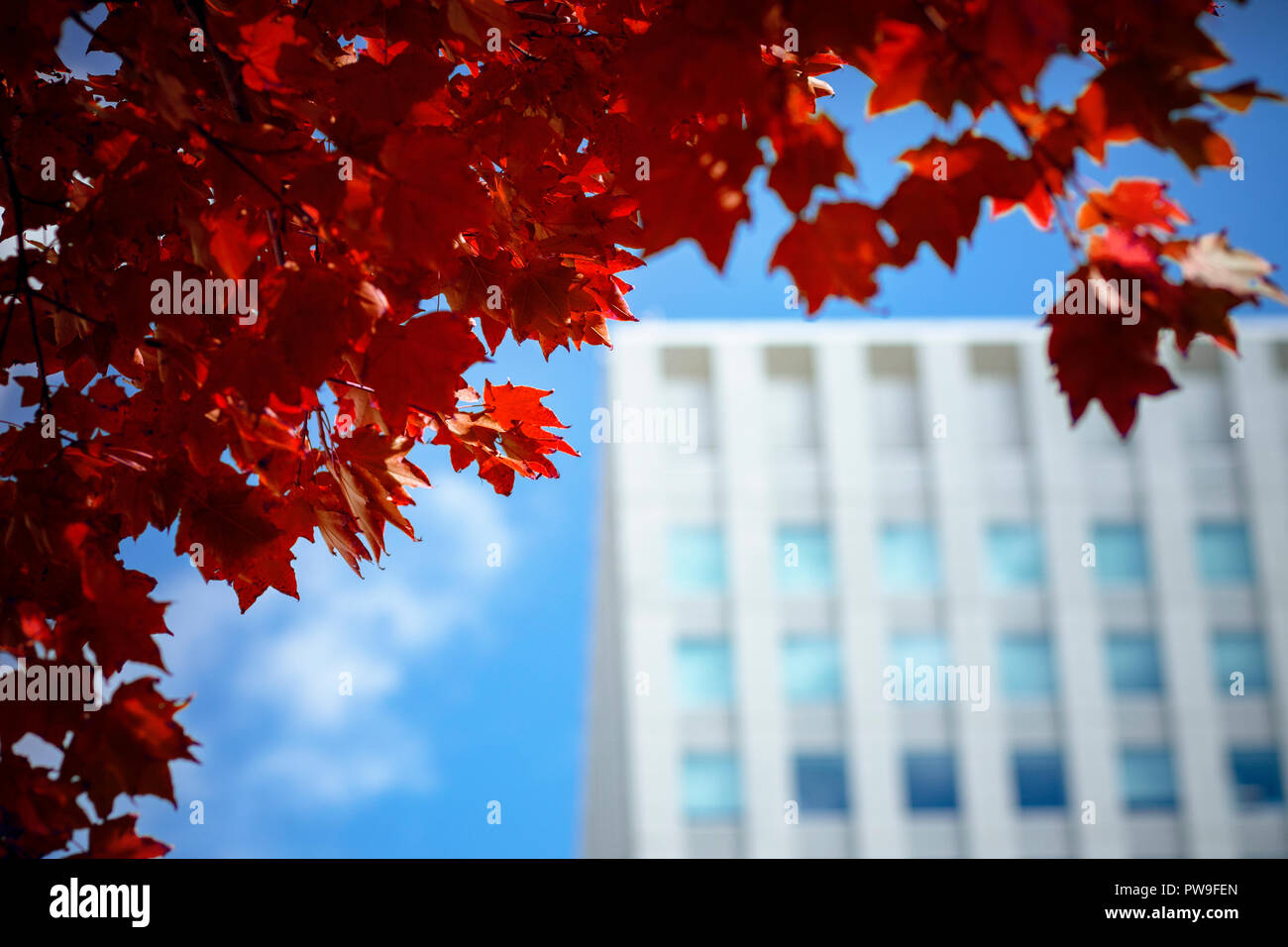 red maple leaves against urban building in sapporo city hokkaido japan ...