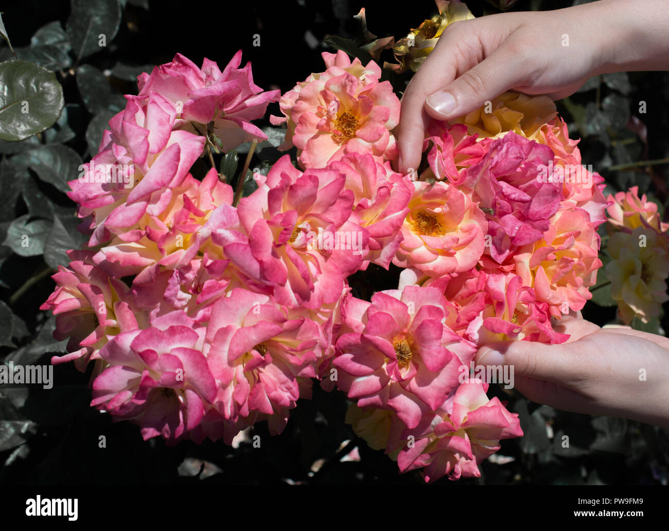 Beautiful fresh roses in hand Stock Photo - Alamy