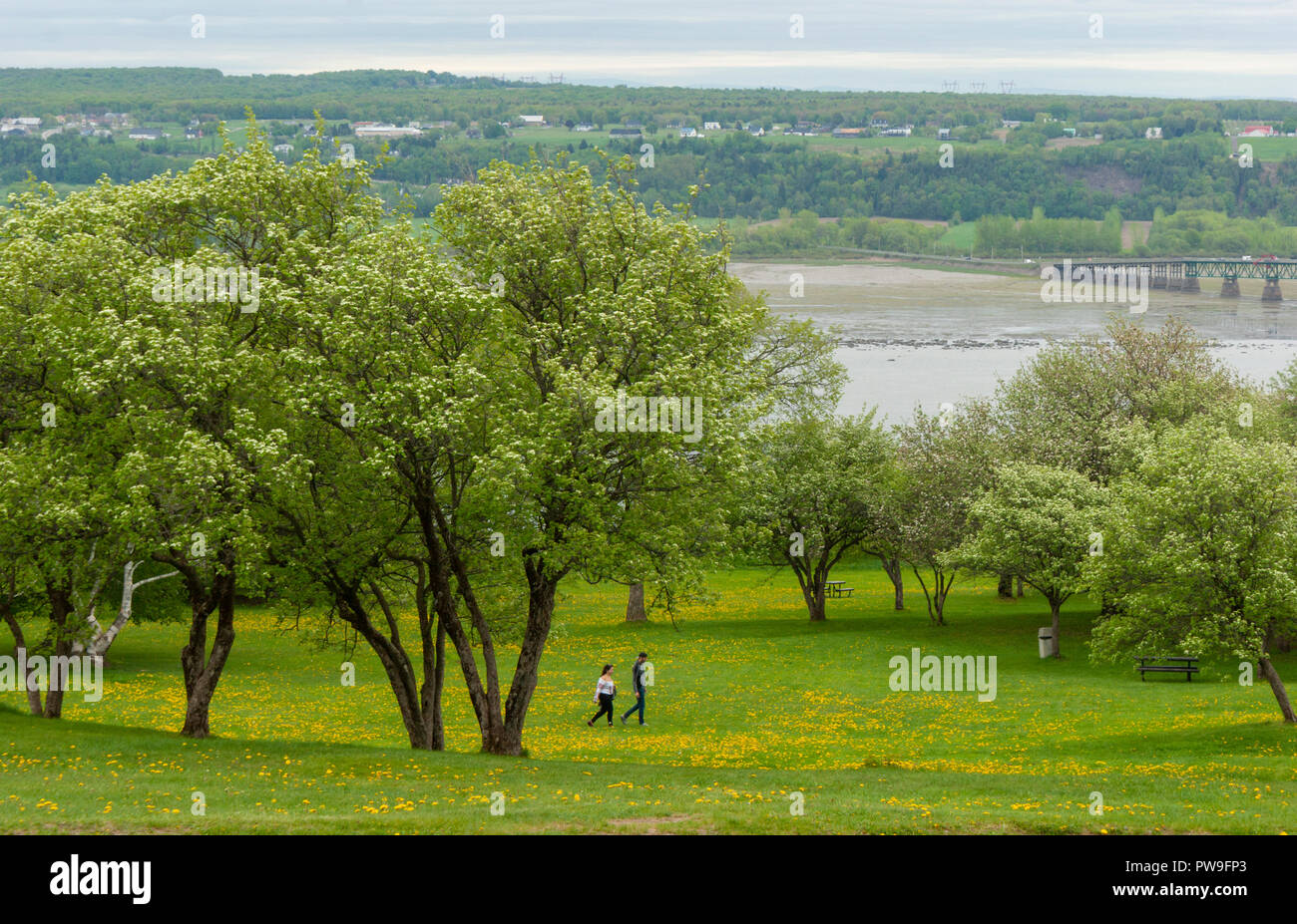 Wildflowers in quebec hi-res stock photography and images - Alamy
