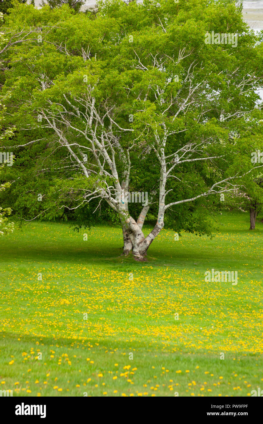 Birch tree with new Spring foliage, in the middle of a blooming ...