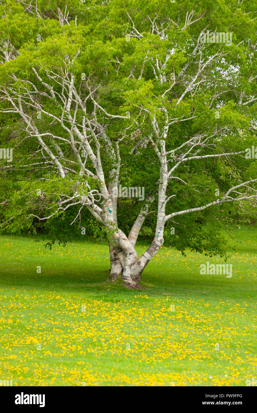 Birch tree with new Spring foliage, in the middle of a blooming ...
