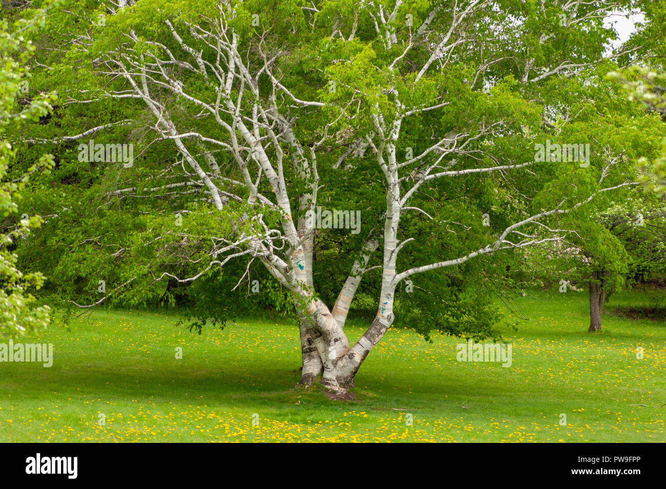 Birch tree with new Spring foliage, in the middle of a blooming ...