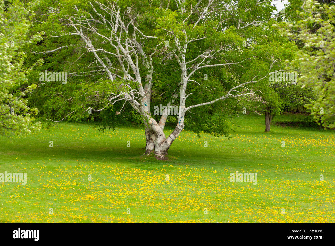 Birch tree with new Spring foliage, in the middle of a blooming ...