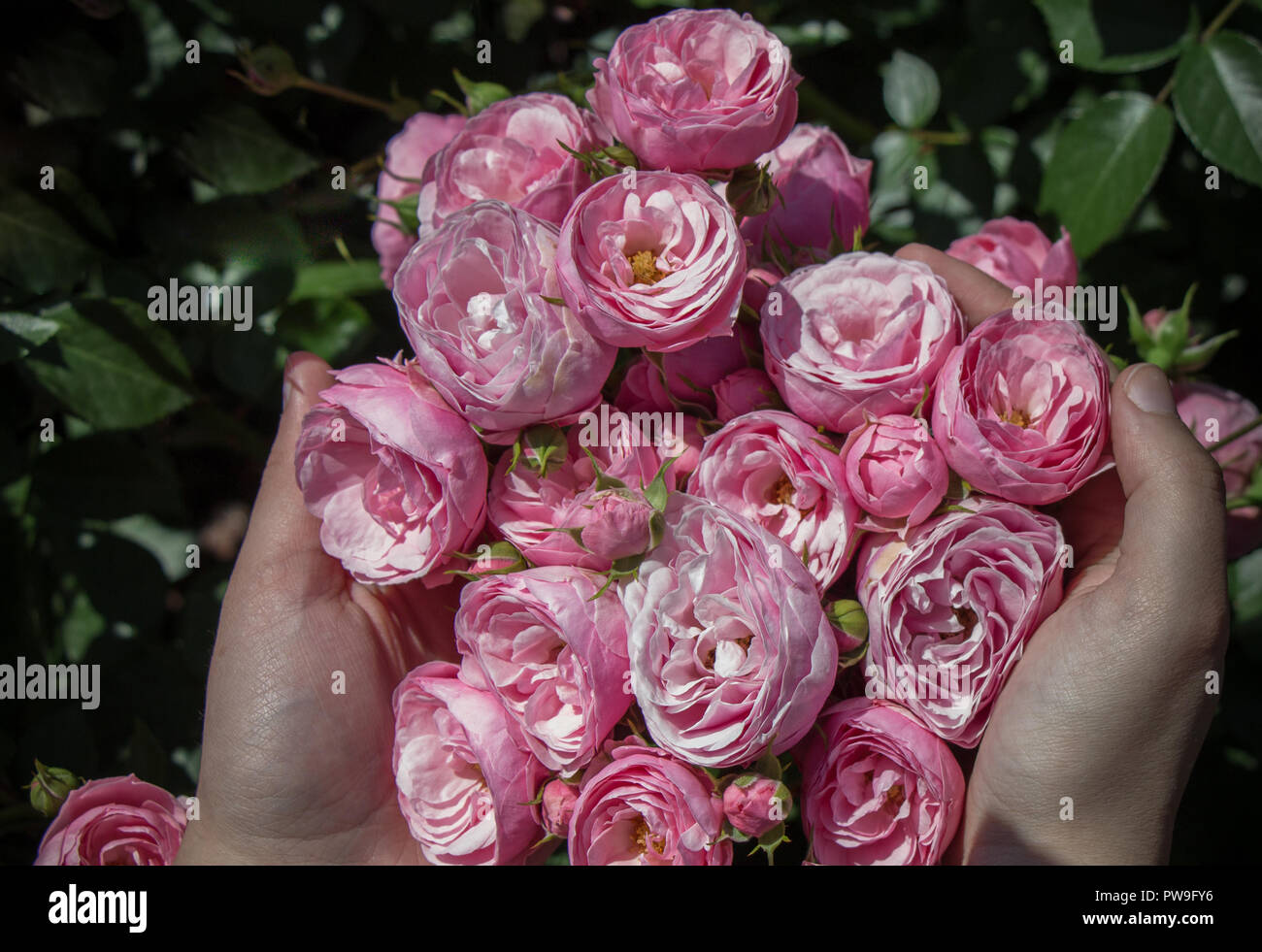 Beautiful fresh roses in hand Stock Photo - Alamy