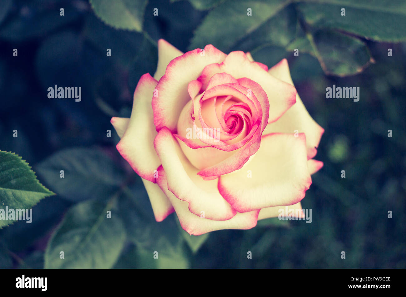 Beautiful colorful Rose Flower on garden background Stock Photo - Alamy