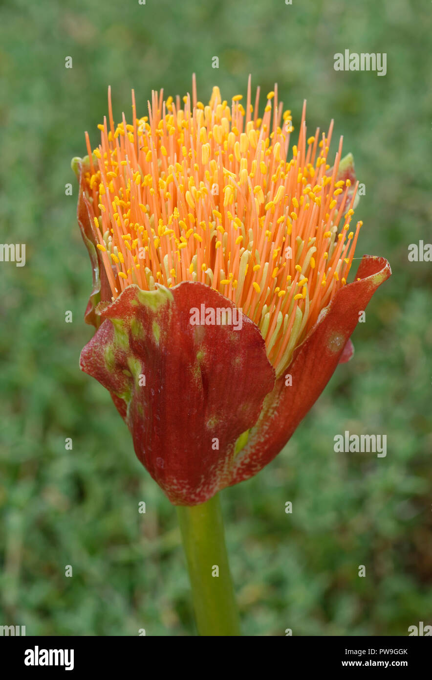 Haemanthus plant hi-res stock photography and images - Alamy