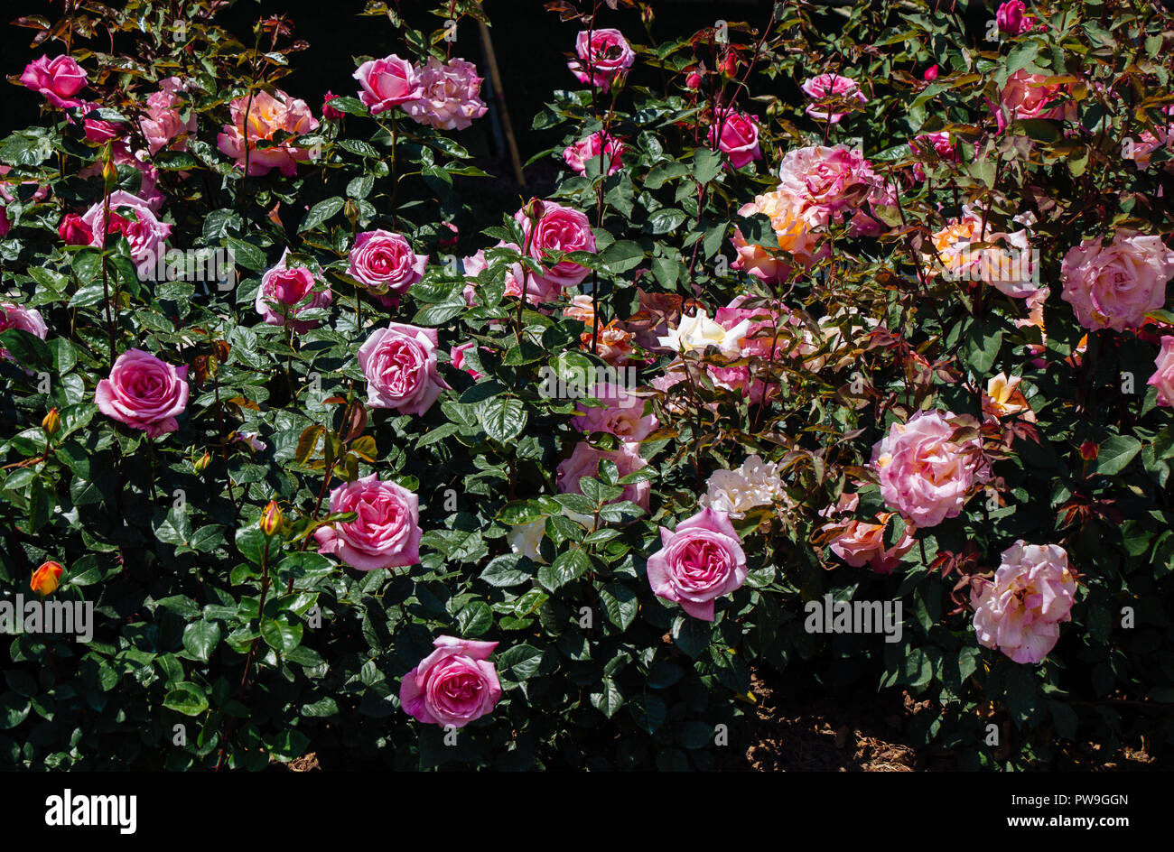 Blooming beautiful colorful roses in the garden background Stock Photo ...