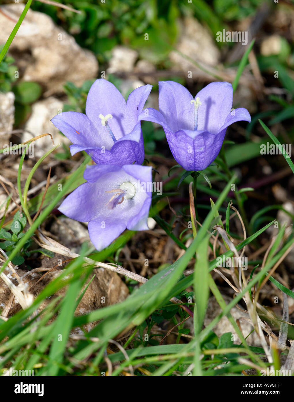 Harebell - Campanula rotundifolia Three Bell Flowers in Cotswold ...