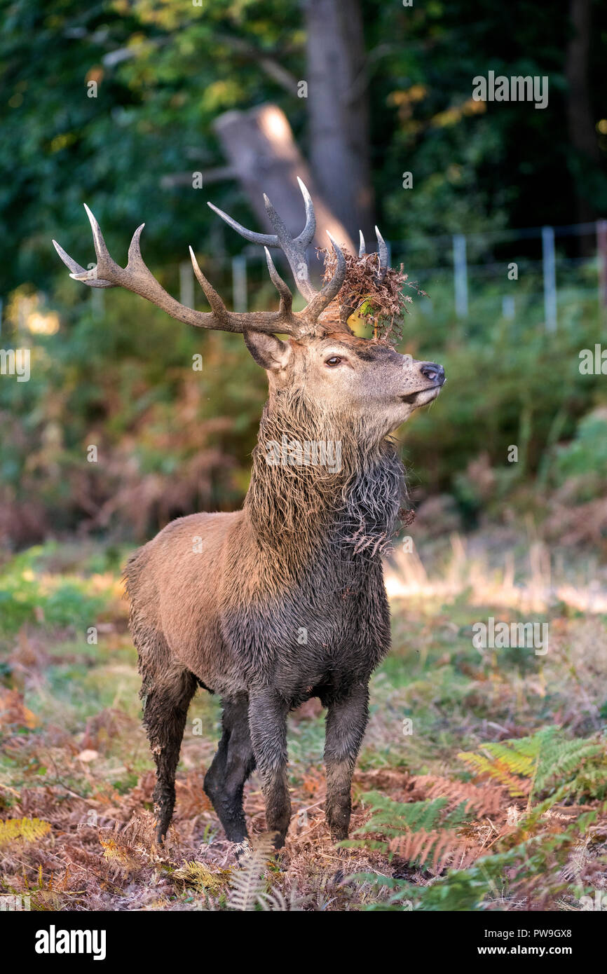 Red Deer during the autumn rut in the London parks Stock Photo - Alamy