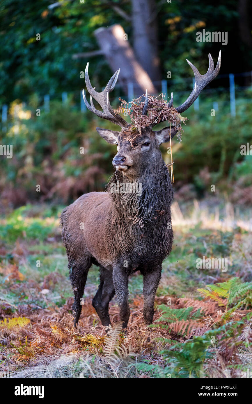 Red Deer during the autumn rut in the London parks Stock Photo - Alamy