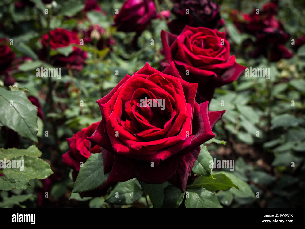 Blooming beautiful colorful roses in the garden background Stock Photo ...