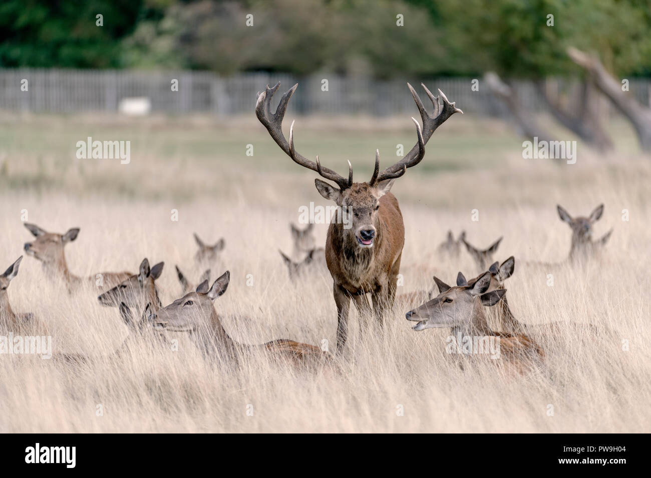 Red Deer during the autumn rut in the London parks Stock Photo - Alamy