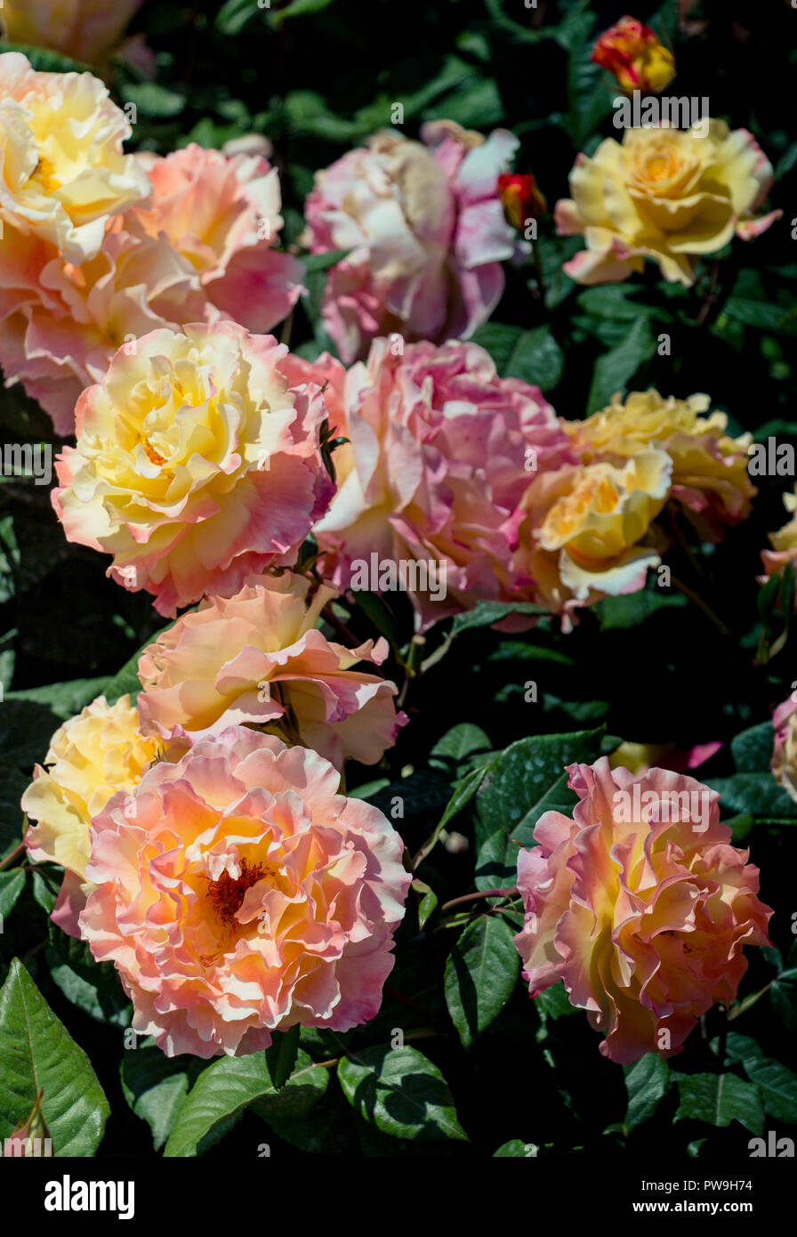 Blooming beautiful colorful roses in the garden background Stock Photo ...