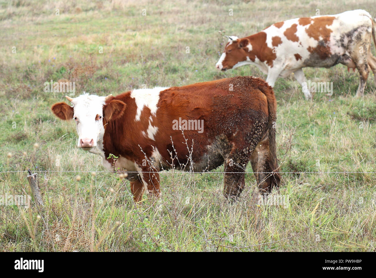 Domesticated cow on countryside hi-res stock photography and images - Alamy