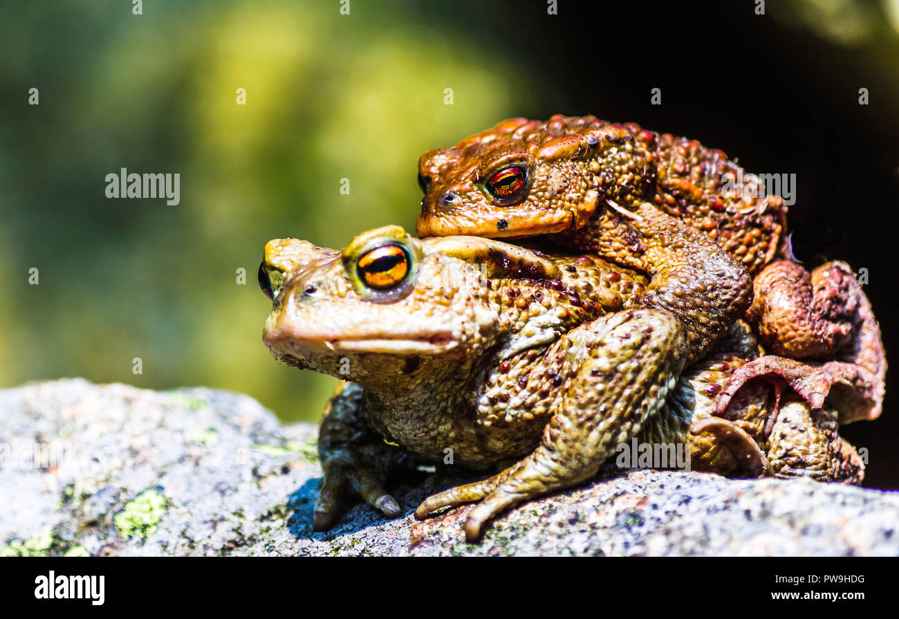 Two european green toads mating hi-res stock photography and images - Alamy