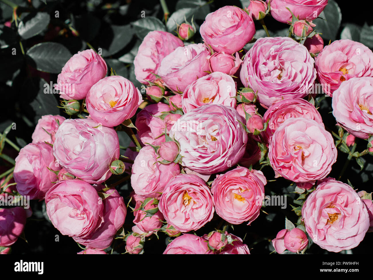 Blooming beautiful colorful roses in the garden background Stock Photo ...