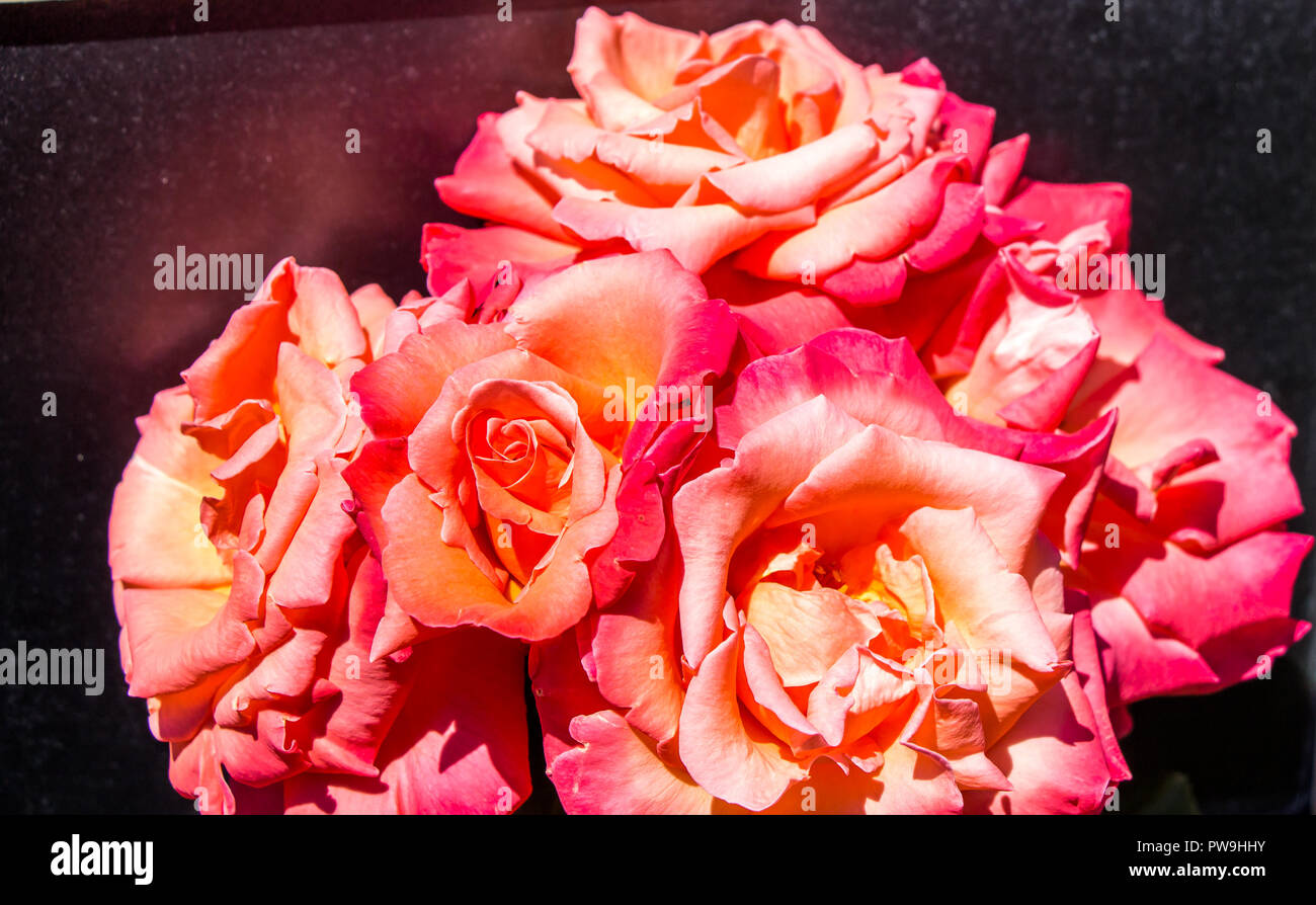Beautiful roses with a black background Stock Photo - Alamy