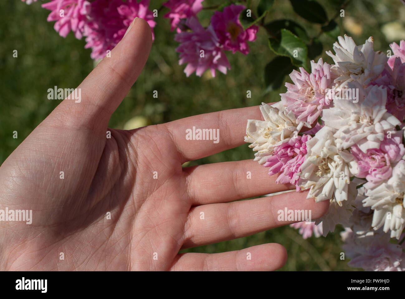 Beautiful fresh rose in hand Stock Photo - Alamy