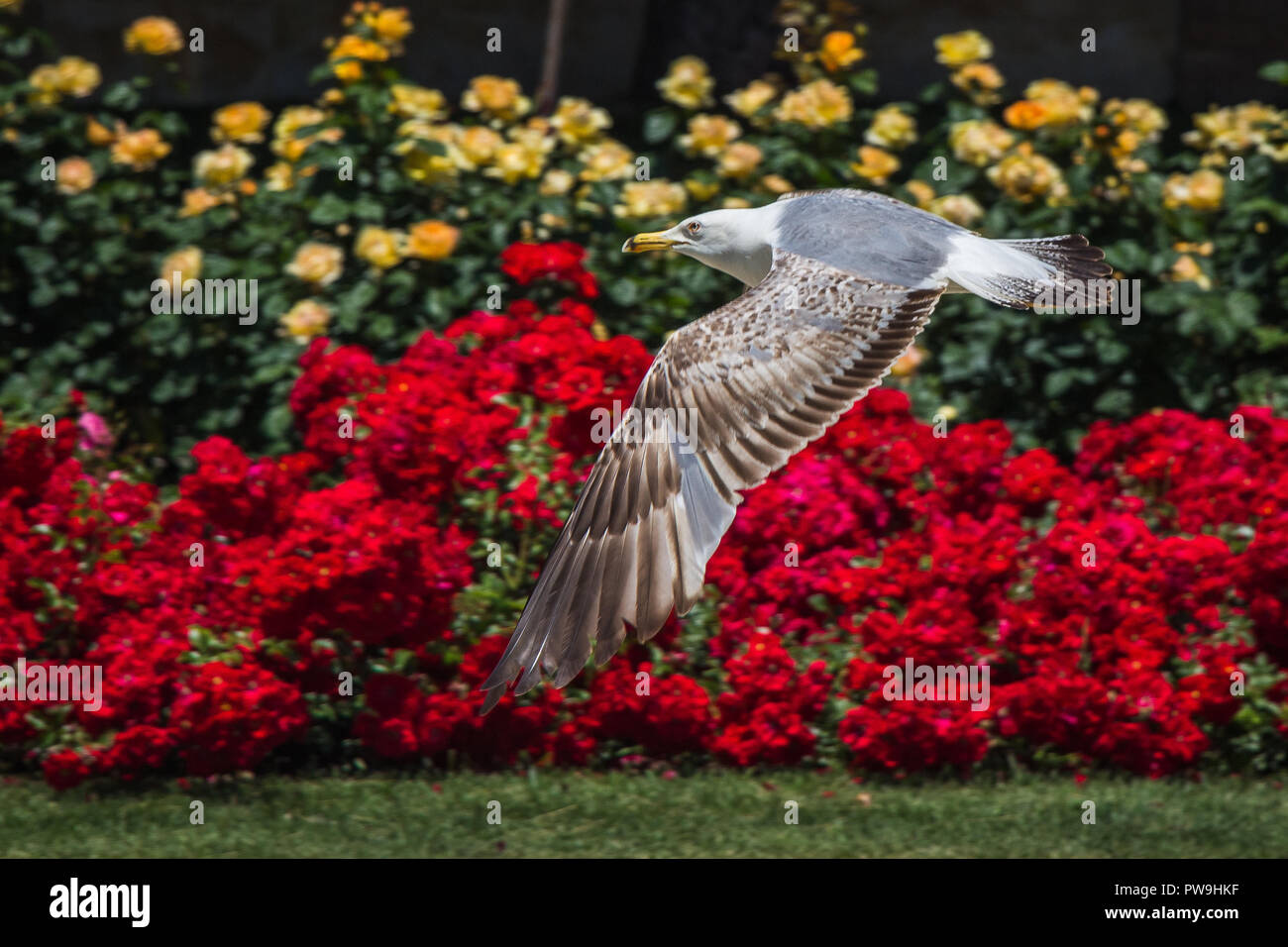 Single seagull in the park with roses Stock Photo - Alamy
