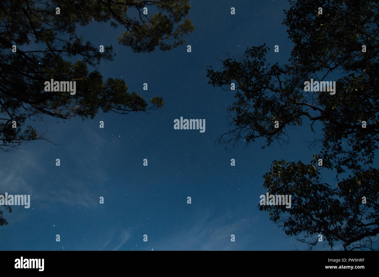 Moonlight tree lighting hi-res stock photography and images - Alamy