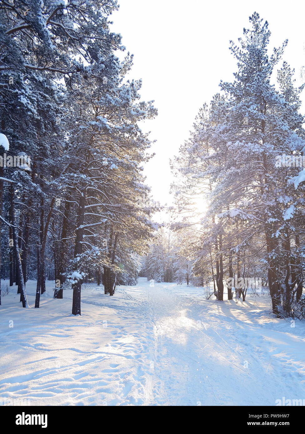 Sunny morning in the winter snow-covered park, the path between the ...