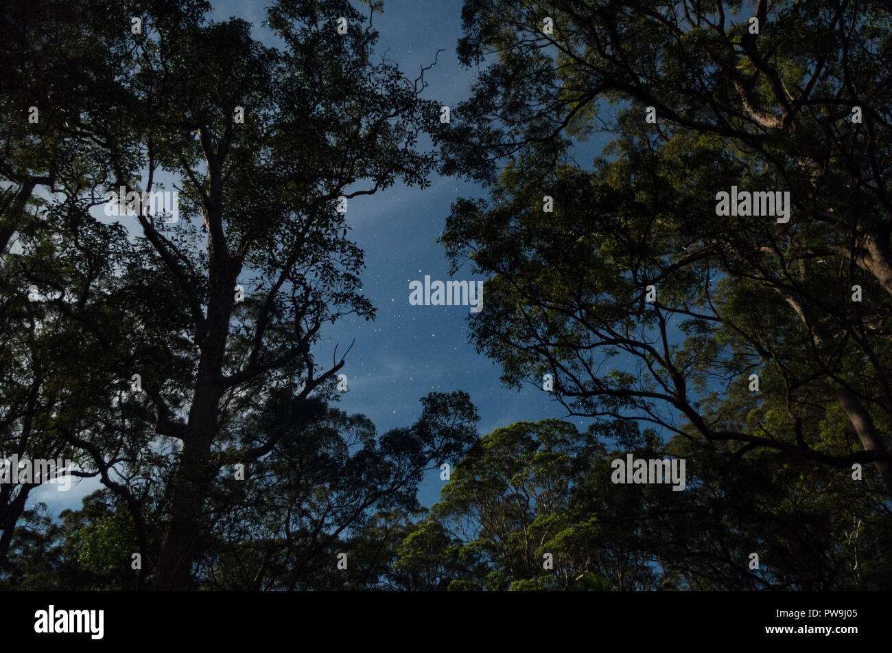 Stars between moonlight trees in Mapleton National Park Stock Photo - Alamy