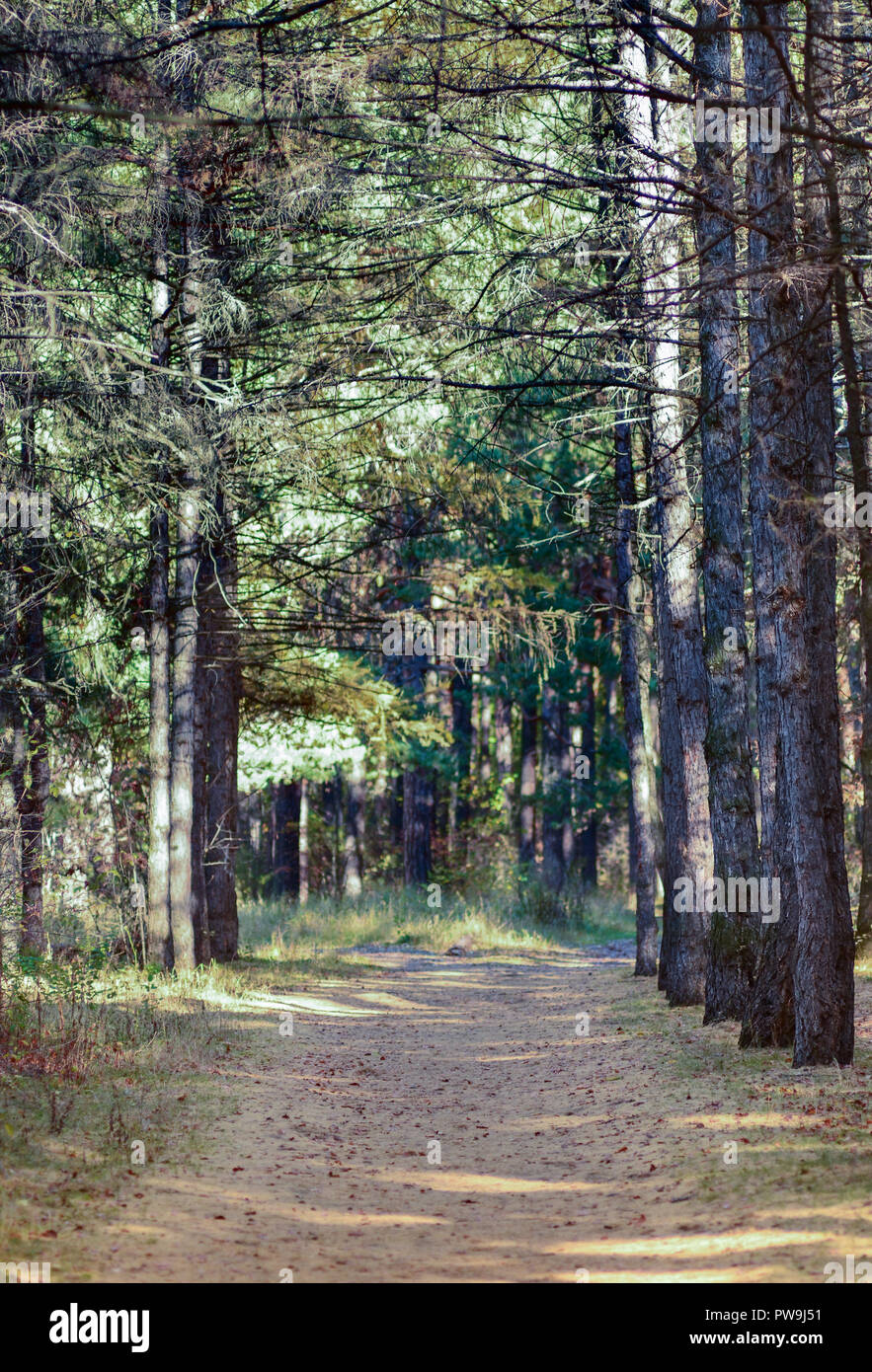 Beautiful forest autumn pine hi-res stock photography and images - Alamy