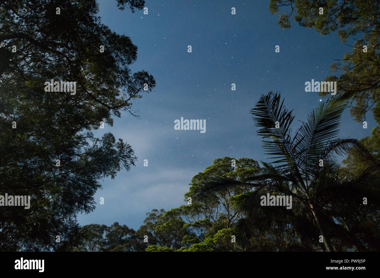 Stars between moonlight trees in Mapleton National Park Stock Photo - Alamy