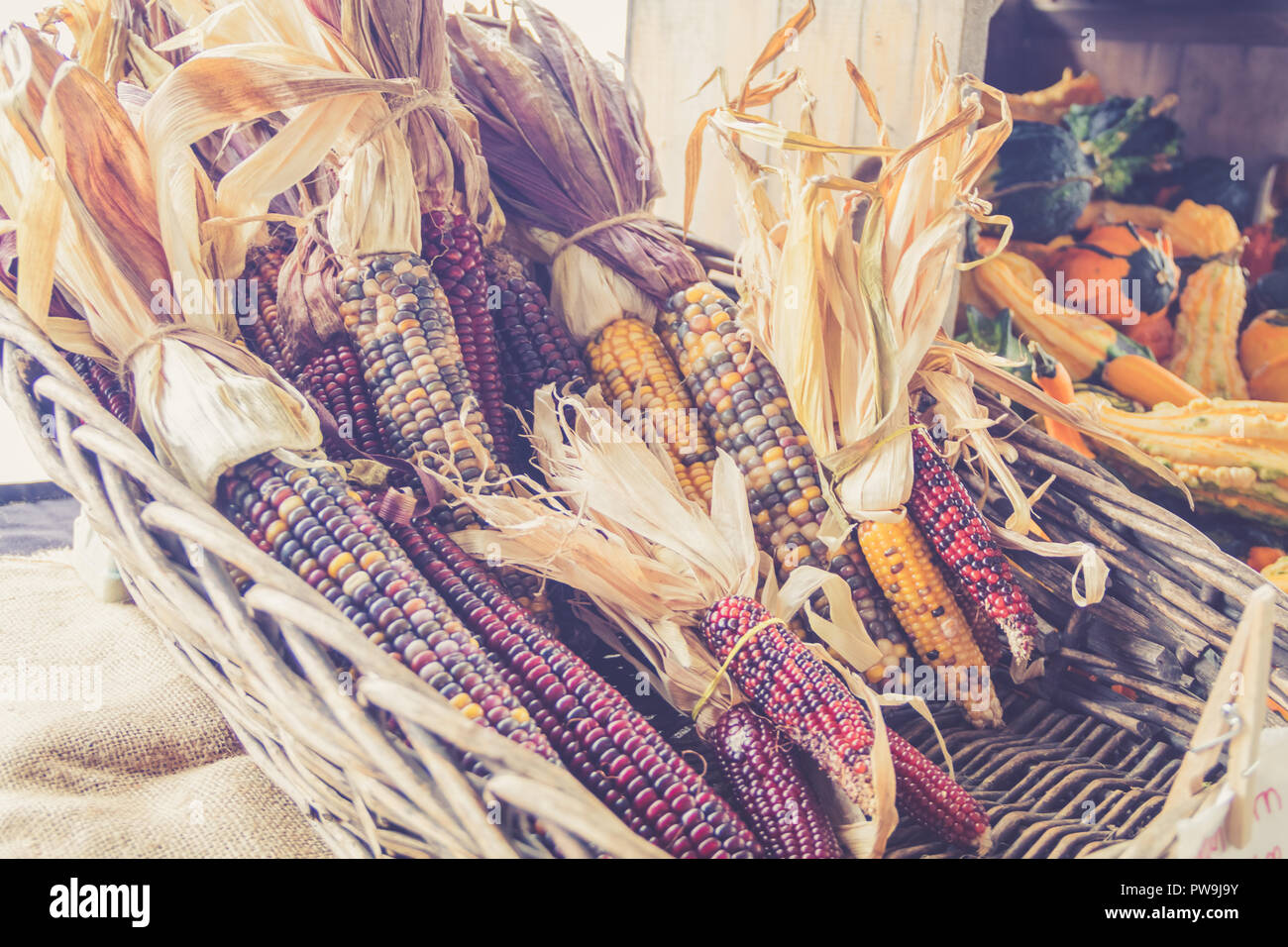 Fresh harvest decorative corn displayed attractively at a farmer's ...