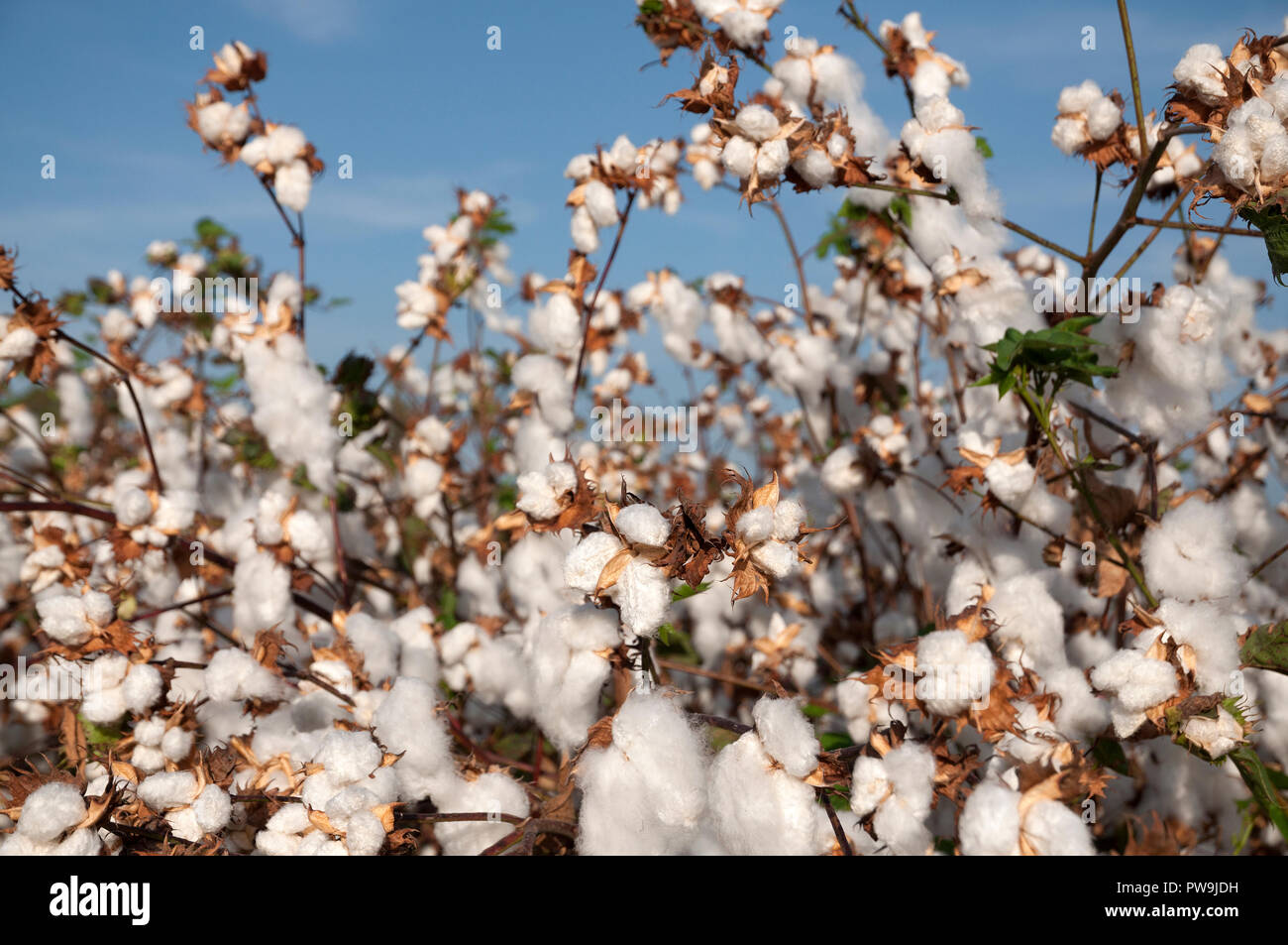 White cotton field Stock Photo - Alamy