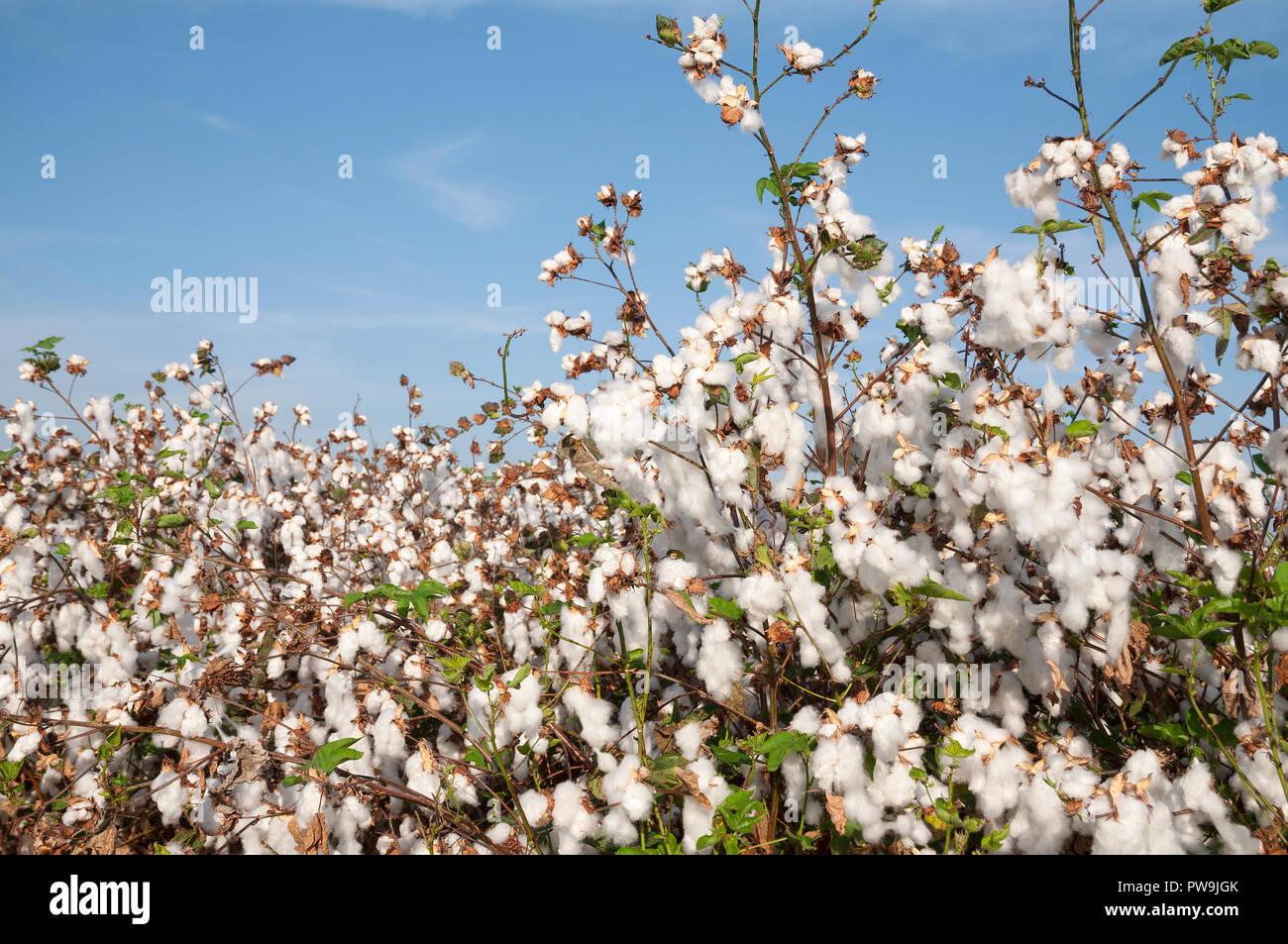 Cotton picking texas hi-res stock photography and images - Alamy