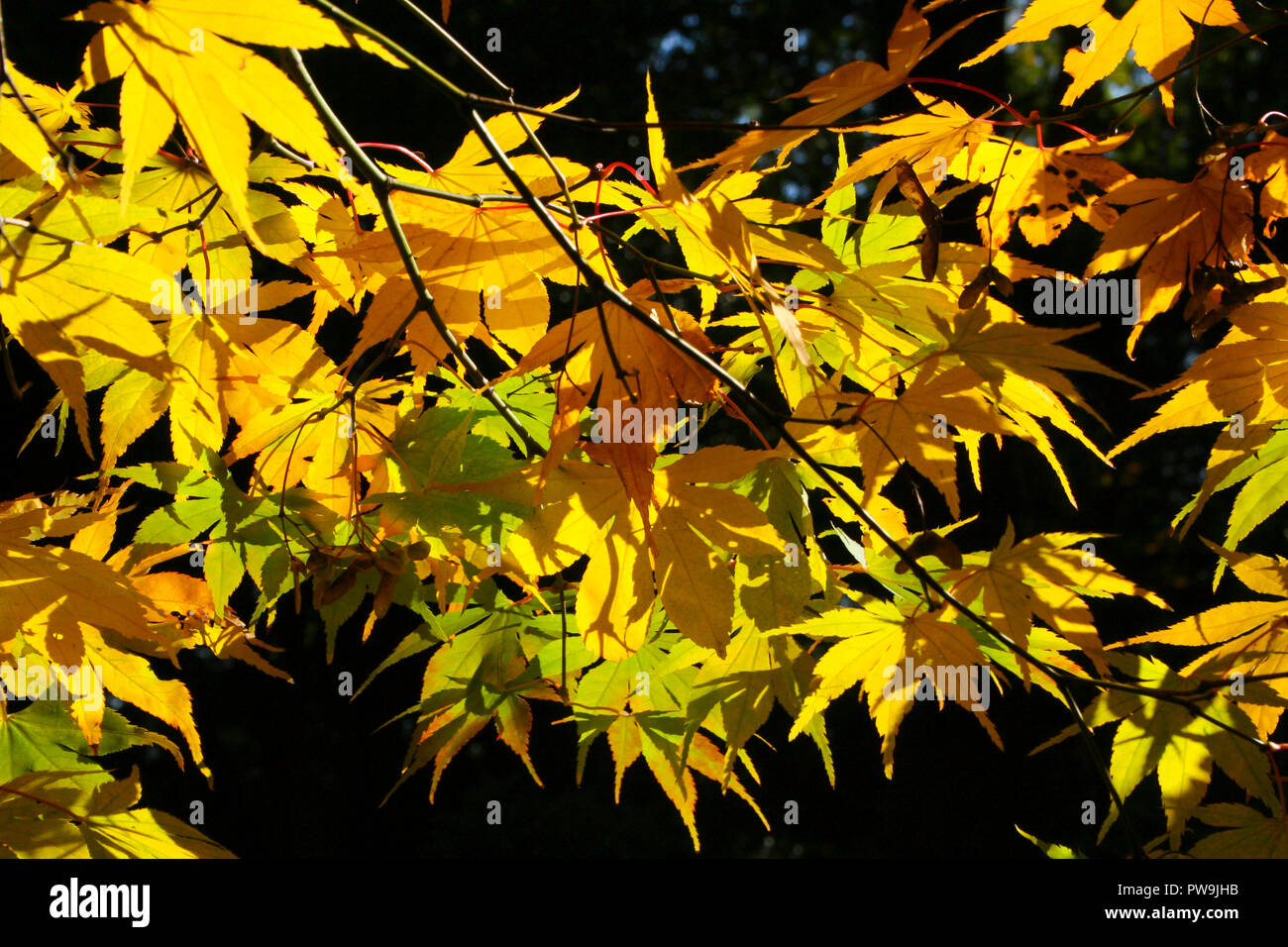 Beautiful autumn / fall leaves taken around Cardiff, South Wales, UK ...