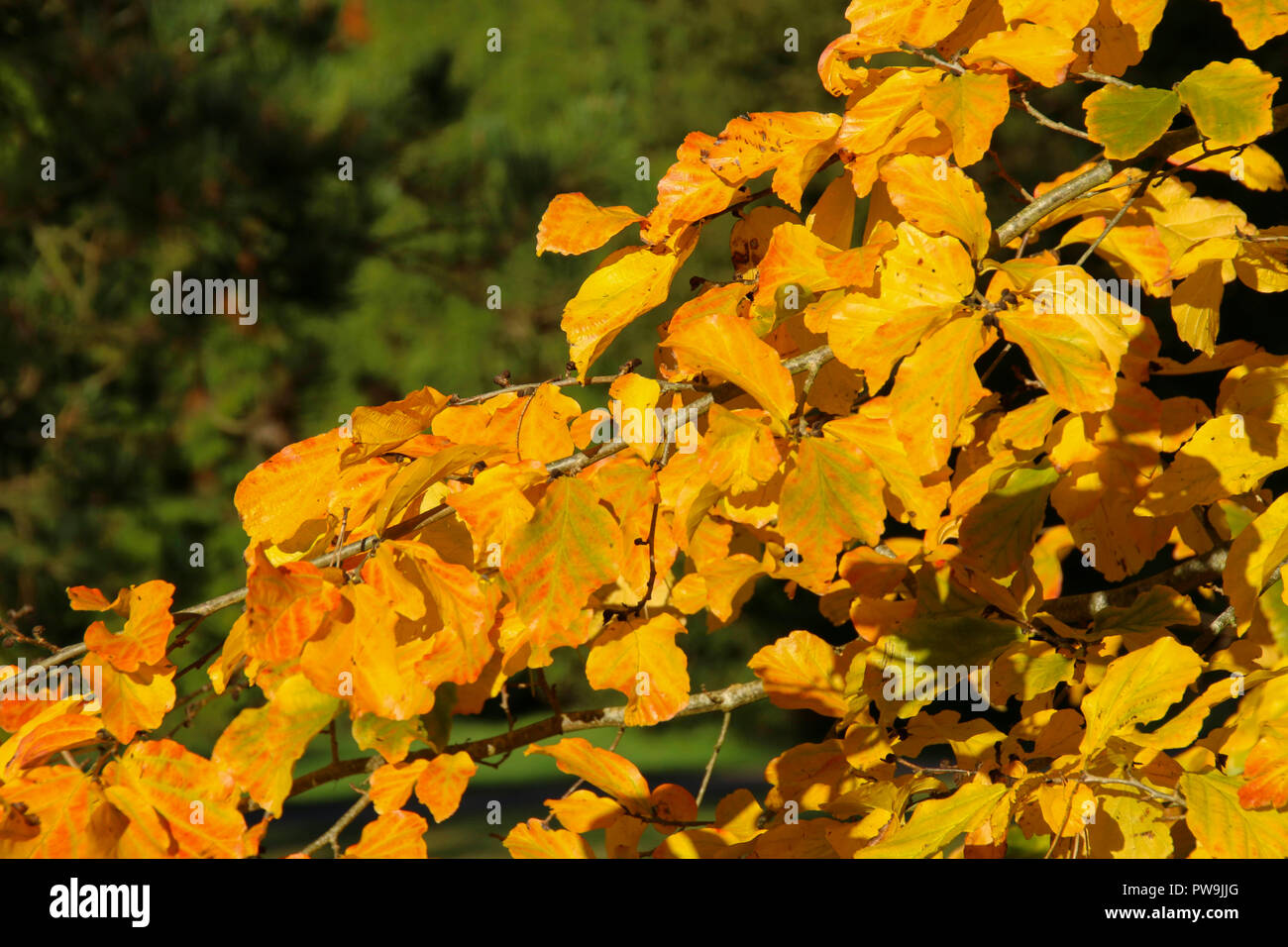 Beautiful autumn / fall leaves taken around Cardiff, South Wales, UK ...