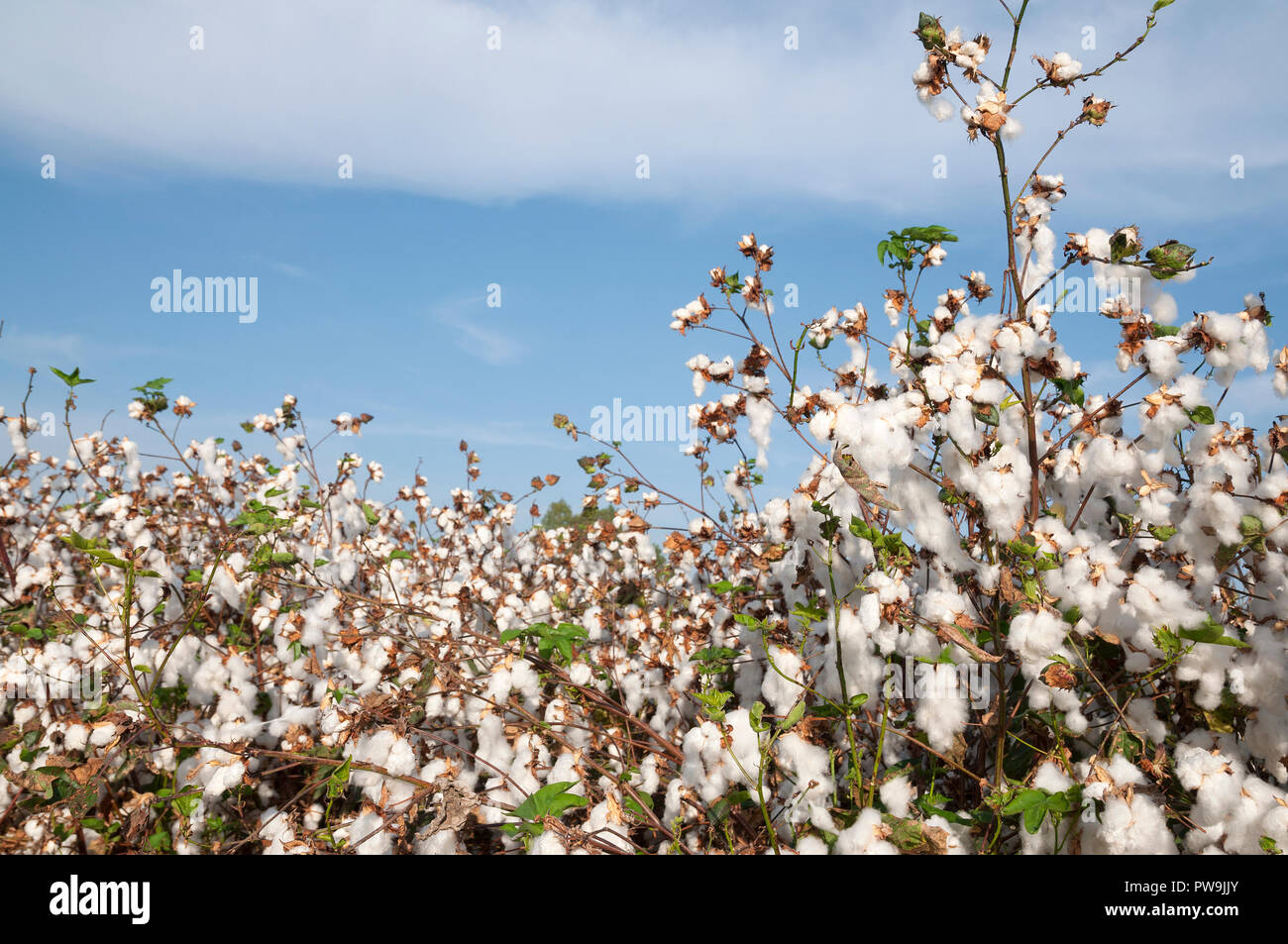 White cotton field Stock Photo - Alamy
