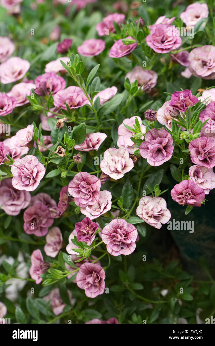 Calibrachoa Can Can Double' Dark Lavender' flowers Stock Photo - Alamy