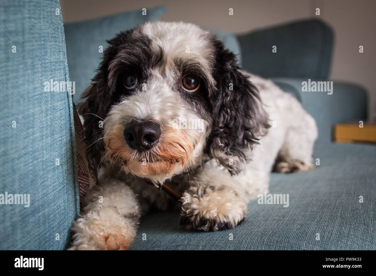 Black white close up mans hi-res stock photography and images - Alamy