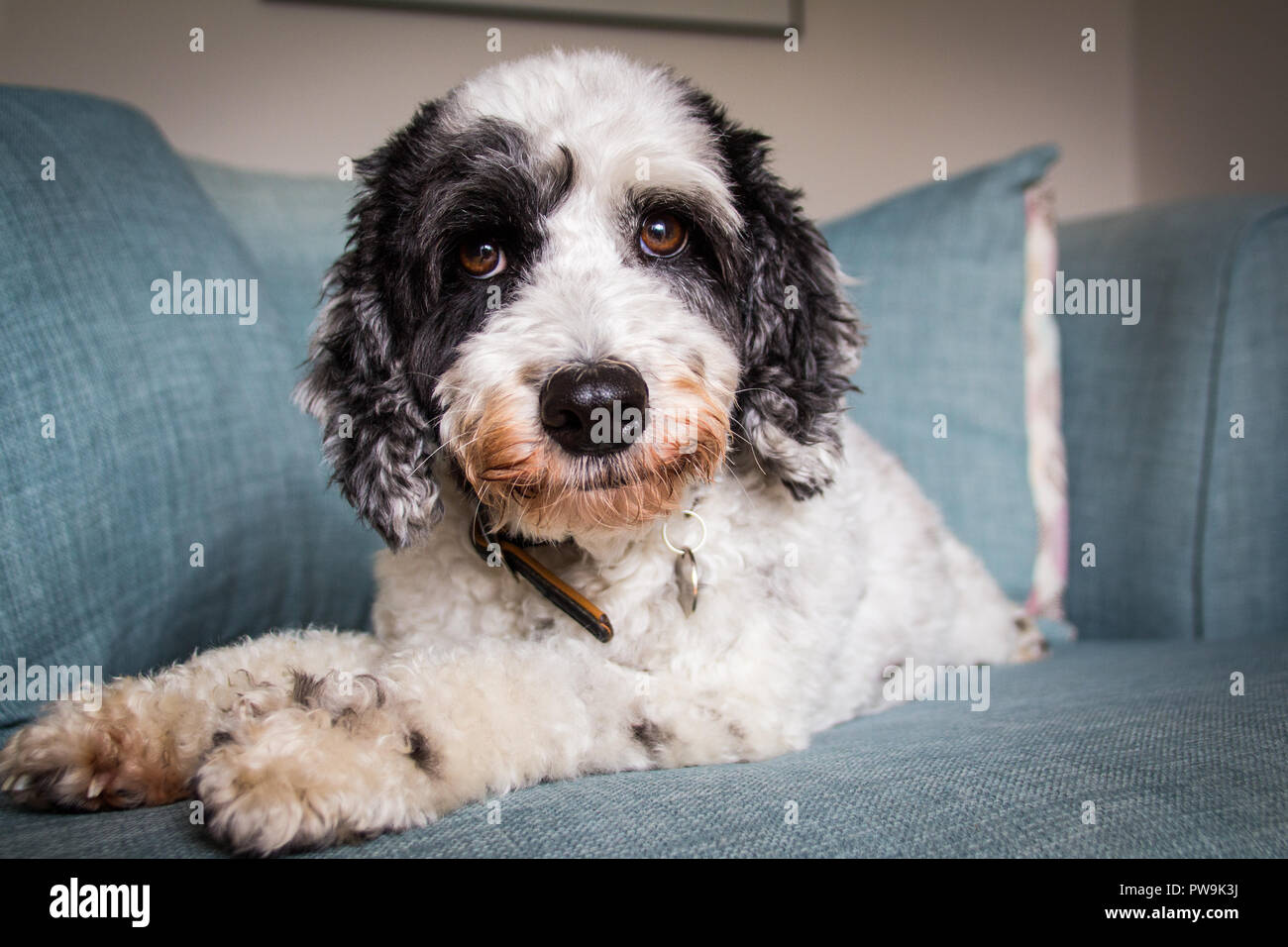 Black and White Cockapoo Stock Photo - Alamy