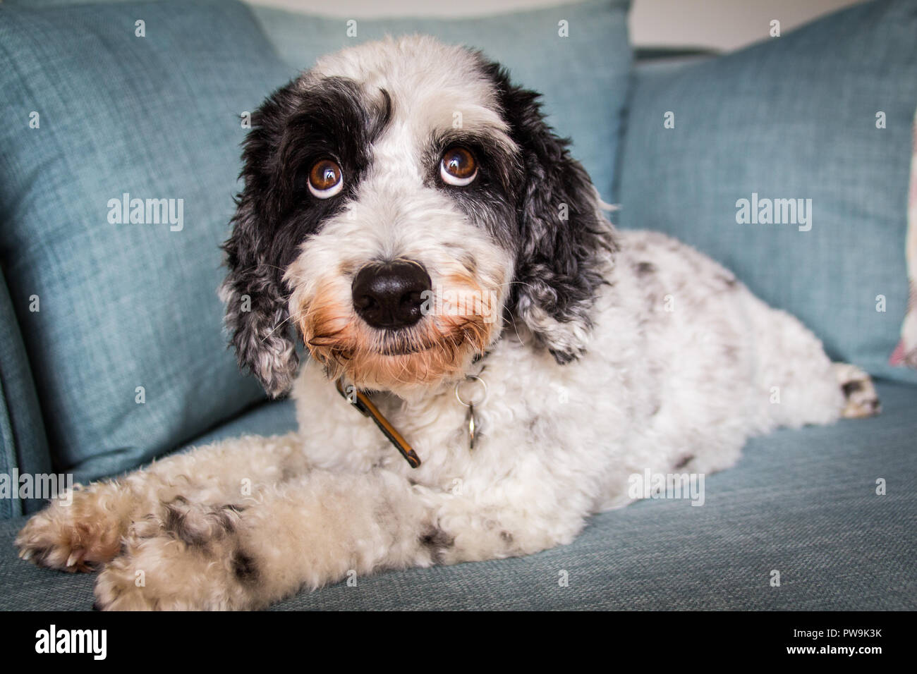 Black and White Cockapoo Stock Photo - Alamy
