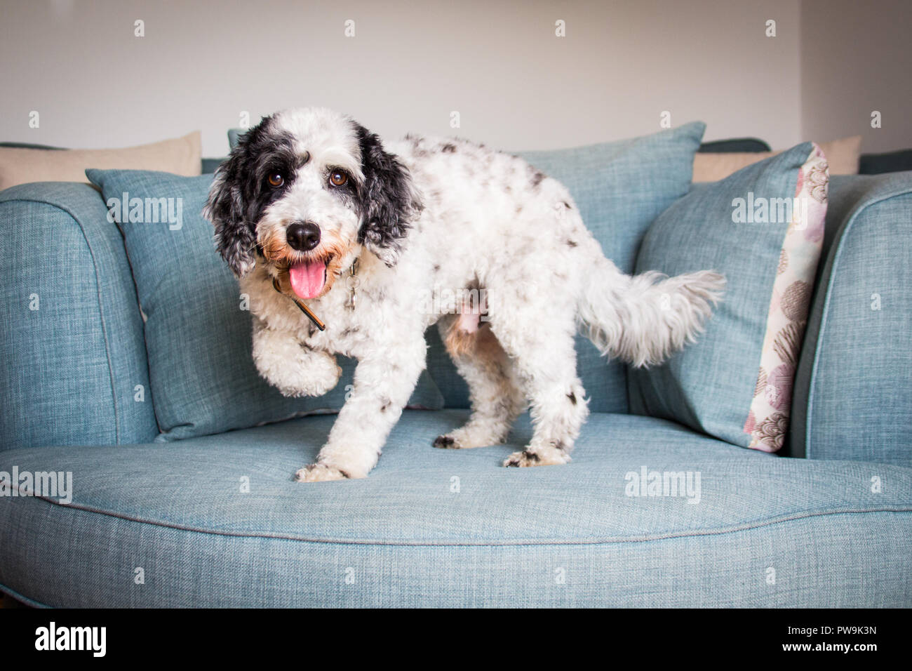 Black and White Cockapoo Stock Photo - Alamy