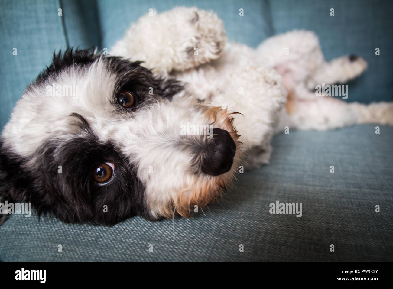 Black and White Cockapoo Stock Photo - Alamy